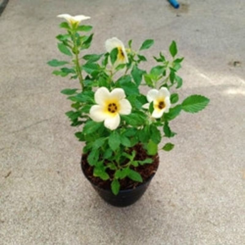 Jual tanaman turnera bunga pukul 8 / pohon bunga pukul 8 / pohon lidah ...
