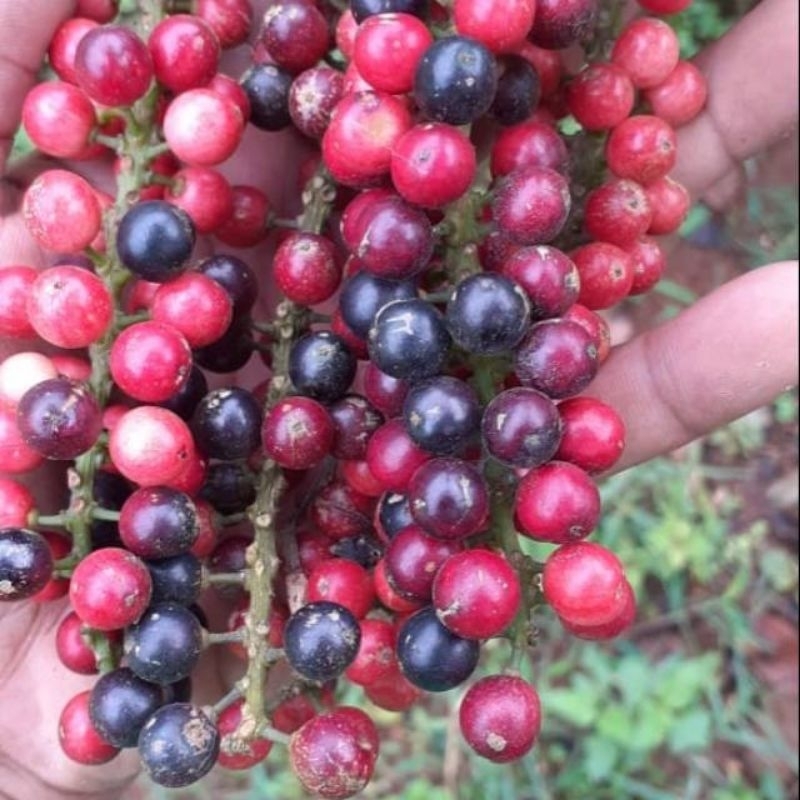 Jual Buah huni Buni 1 kg | Shopee Indonesia