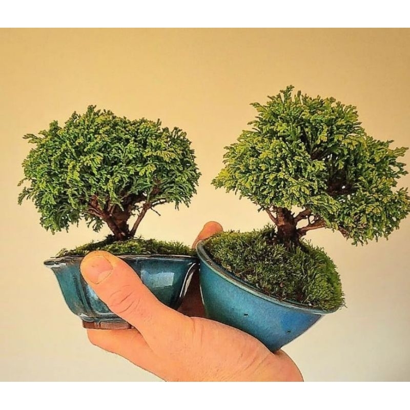 Jual bonsai Cemara hinoki mini golden Japan sudah pake pot | Shopee ...