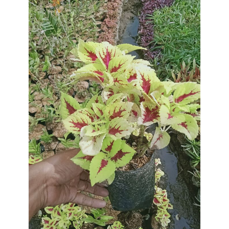 Jual Tanaman miana batik merah kuning | Shopee Indonesia