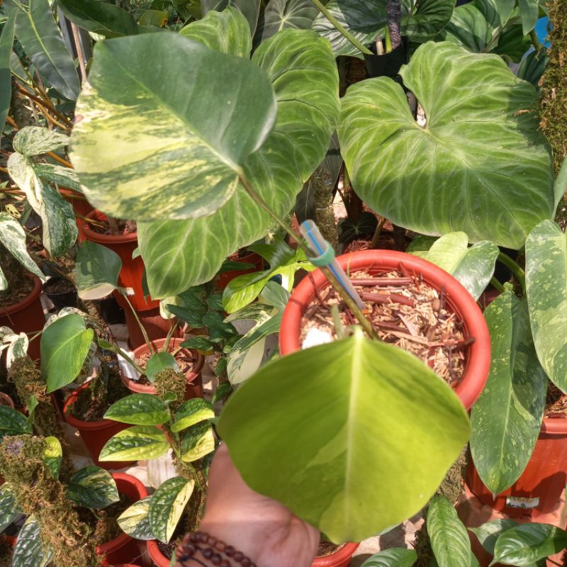 Jual Monstera Marmorata tricolor (Monstera Variegated Yellow) | Shopee ...