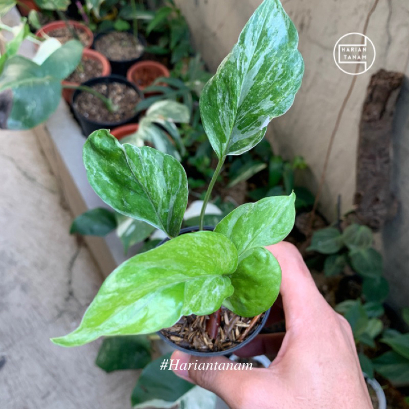 Jual Tanaman hias epipremnum sp merapi / gandrung (Include pot & media ...