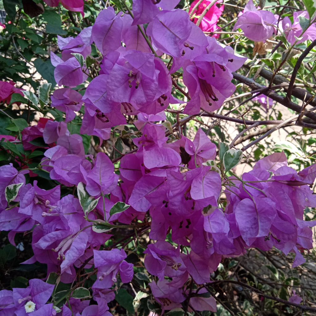 Jual entres bogenfil bunga unggu daun faligata panjang 15cm (5 tangkai ...