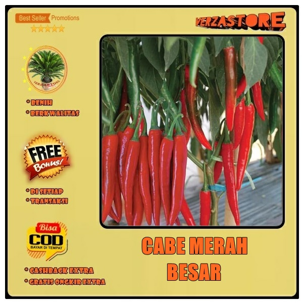 Jual biji/benih/bibit tanaman cabe merah besar /25 biji | Shopee Indonesia Jual biji/benih/bibit tanaman cabe merah besar /25 biji | Shopee Indonesia