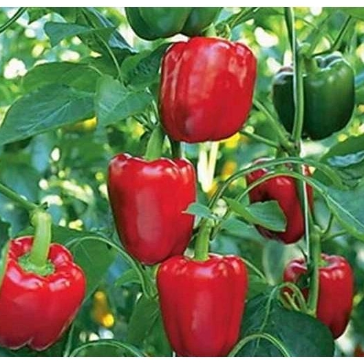 Jual Tanaman Paprika (Siap Buah)/ Cabe Paprika / Paprika Hijau Merah ...