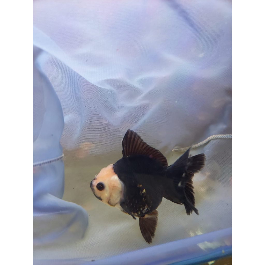 Jual IKAN HIAS KOKI PANDA DAN 3 COLOR RANCHU | Shopee Indonesia