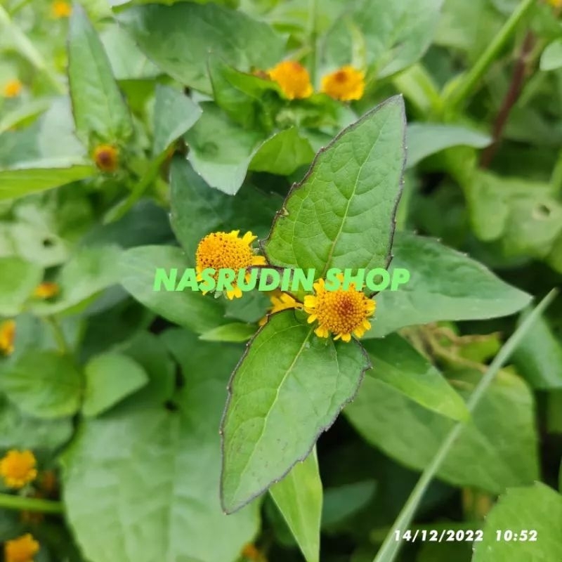 Jual BUNGA JOTANG (20 BUAH) JATONG GETANG GLETANG / TANAMAN HERBAL ...