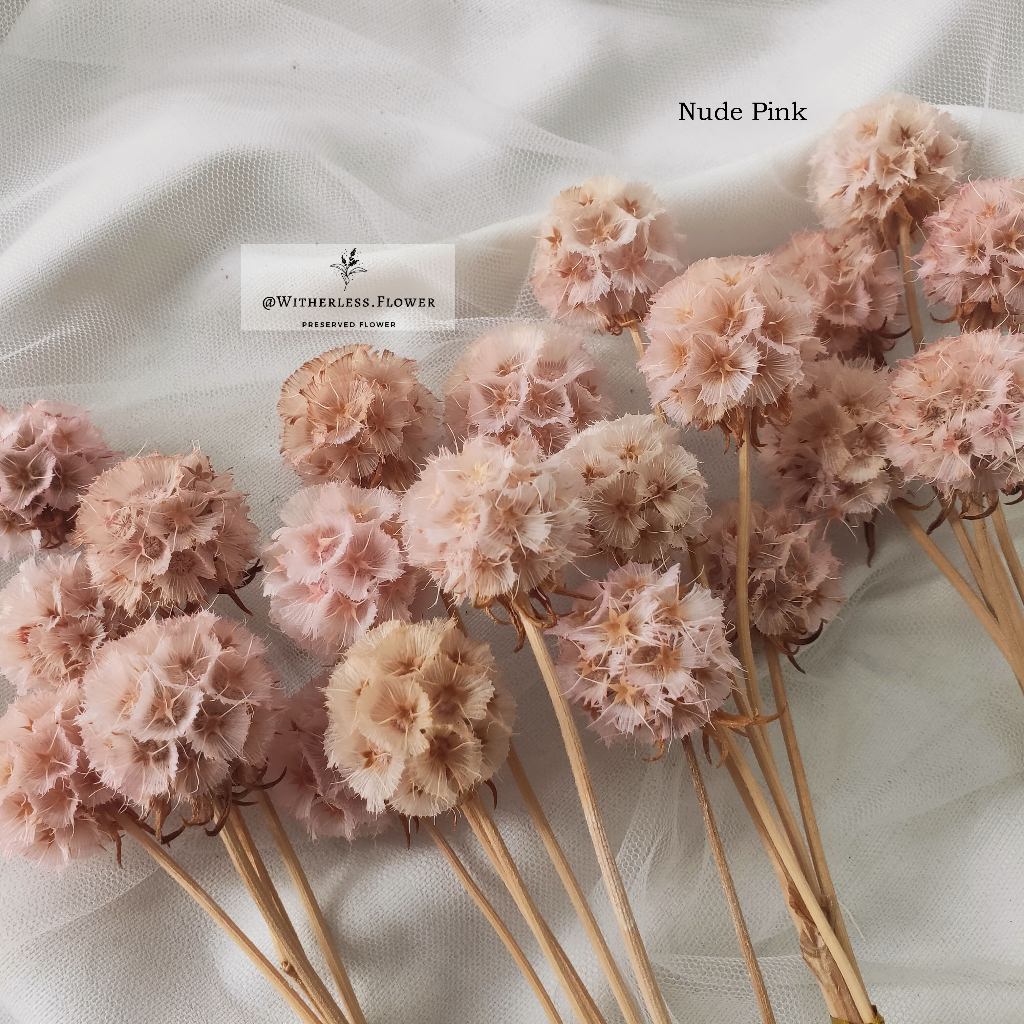 Jual 5 Pcs Preserved Scabiosa Flower / Dried Flower Awetan / Bunga ...
