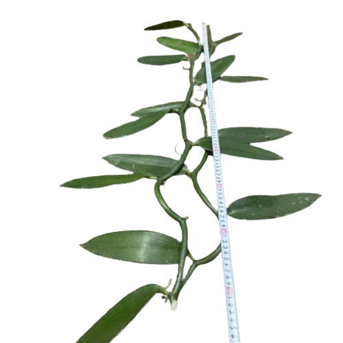 Jual Bibit vanili stek panili tahiti tahitiens 1 meter solusi bibit ...