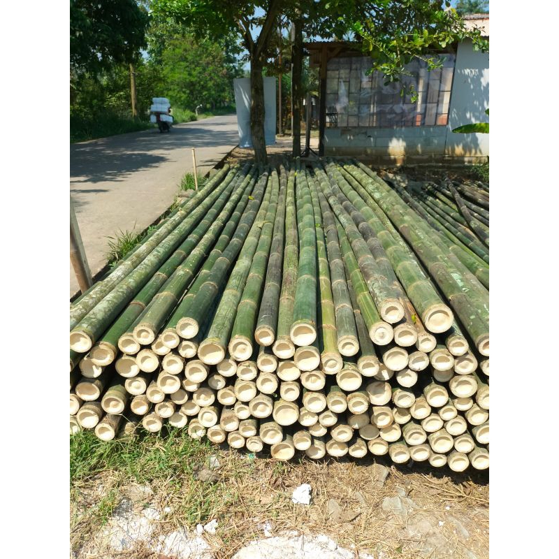 Jual Bambu untuk Proyek / Bambu Murah / Bambu Bogor (diameter 8-10 ...