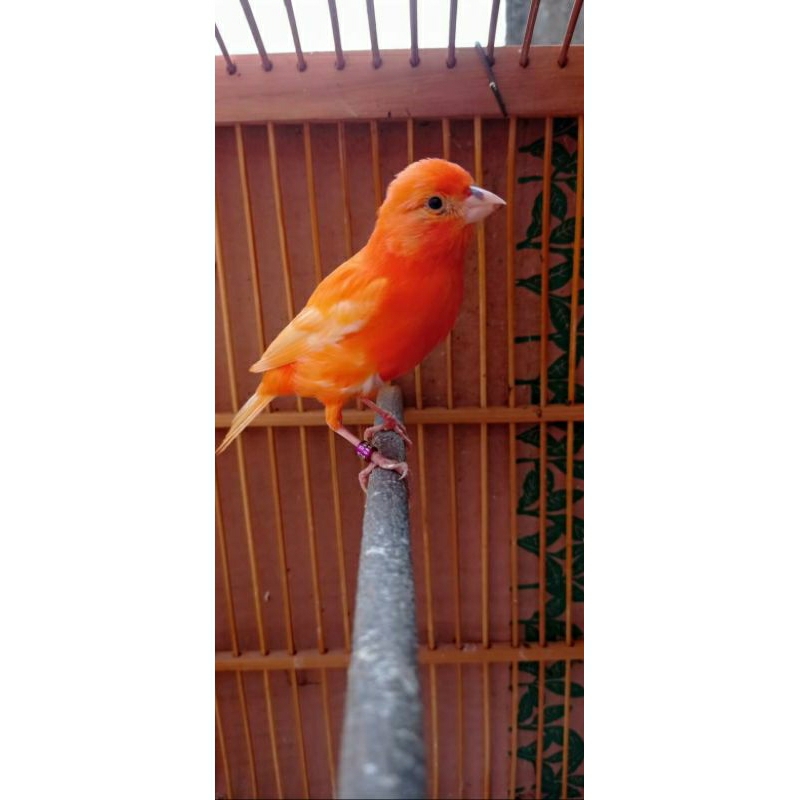 Jual BURUNG KENARI MERLOK MERAH LOKAL | Shopee Indonesia