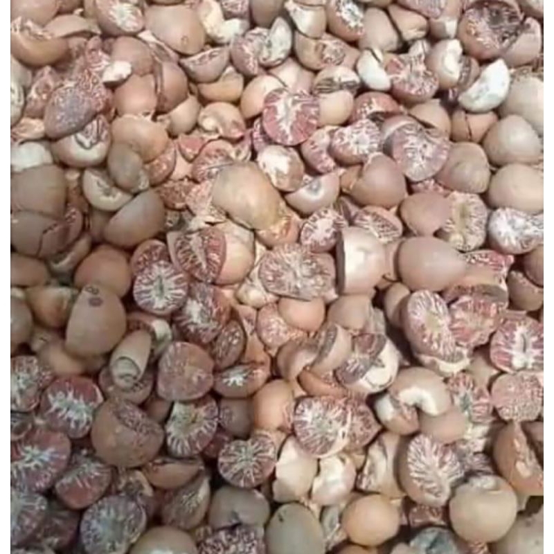 Jual Pinang kering belah dua areca nutbetel nuts | Shopee Indonesia