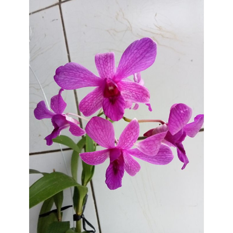 Jual anggrek dendro jadul/anggrek no id/anggrek rawatan/tanaman hias ...