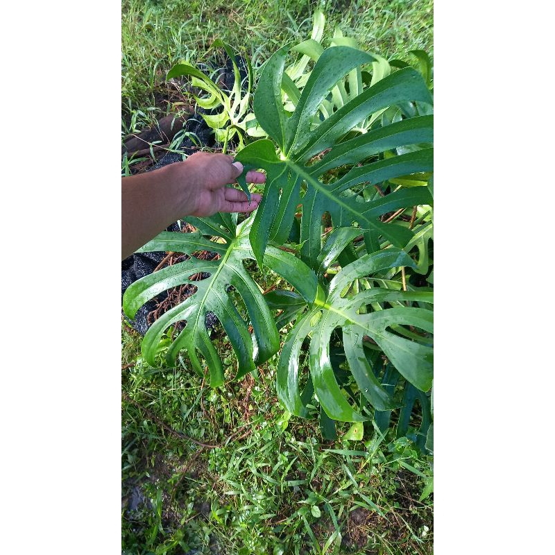 Jual Monstera Brazilian Form 3 Daun & Pot | Shopee Indonesia