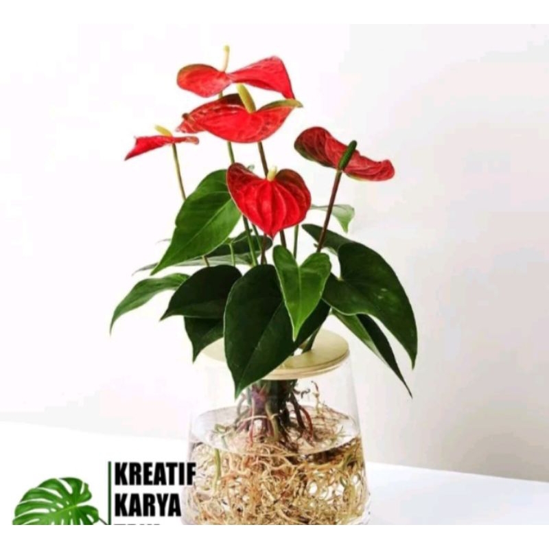 Jual PROMO !! BISA COD Tanaman medi air / Mickey mouse bunga / tanaman ...