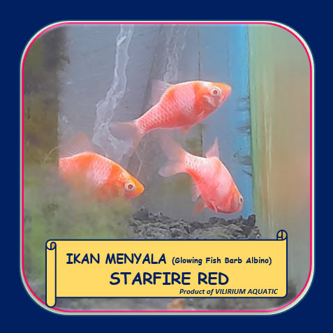 Jual IKAN HIAS AIR TAWAR - GLOWING FISH BARB ALBINO STARFIRE RED (MERAH ...