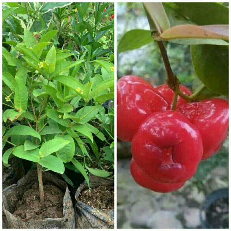 Jual Tanaman Jambu Kancing merah | Shopee Indonesia