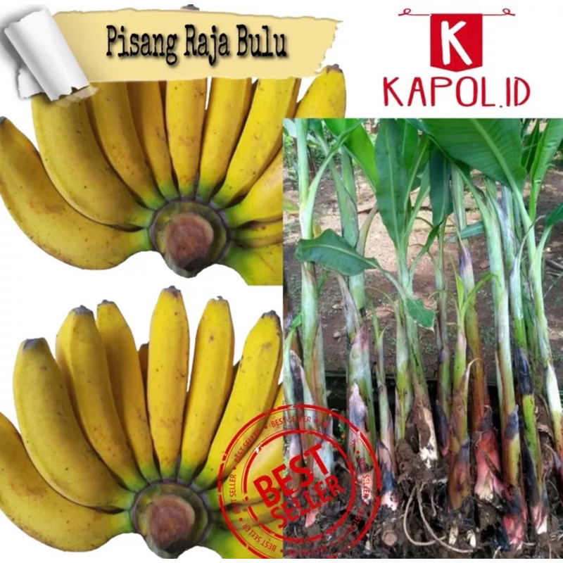 Jual bibit pisang raja bulu unggul siap tanam | Shopee Indonesia