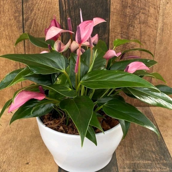Jual Tanaman Anthurium Bunga Mini (Pink Putih) | Shopee Indonesia