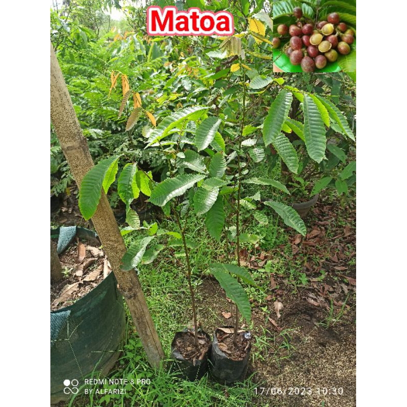 Jual bibit matoa | Shopee Indonesia