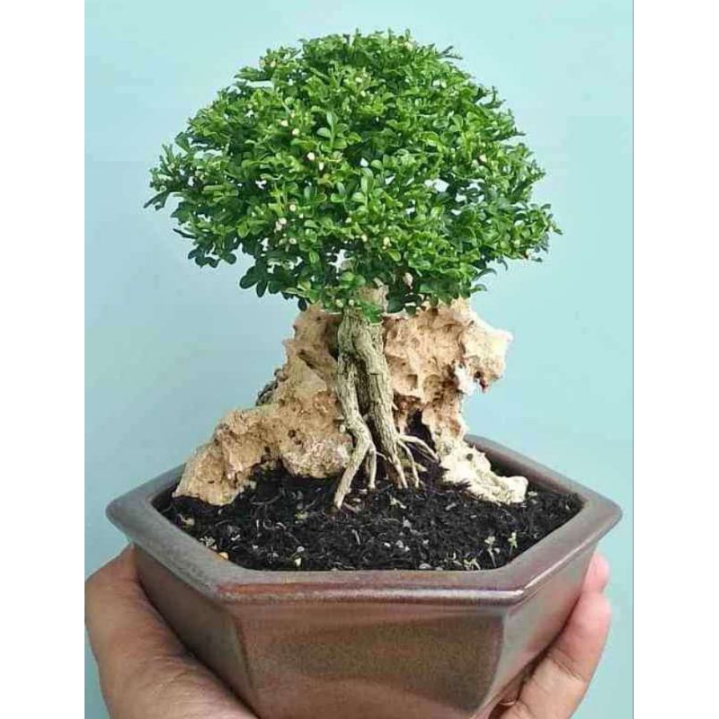 Jual Kemuning super mikro bahan bonsai mini | Shopee Indonesia