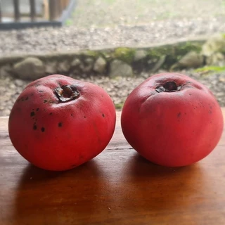 Jual Buah Mentega Terlengkap & Harga Terbaru Juni 2024 | Shopee Indonesia