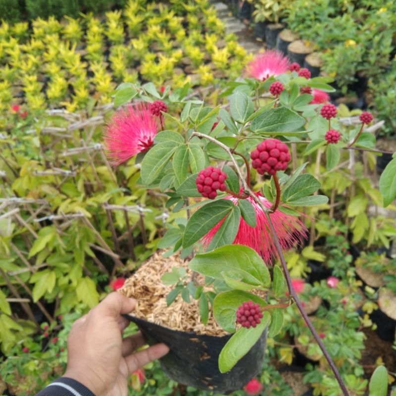 Jual Tanaman hias bunga Kaliandra merah/ Sudah berbunga/ bunga lusiana ...