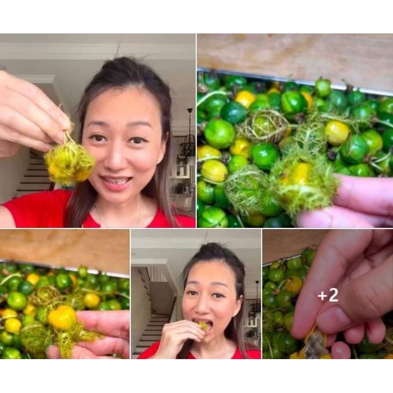 Jual rambusa markisa mini/ anggur hutan | Shopee Indonesia