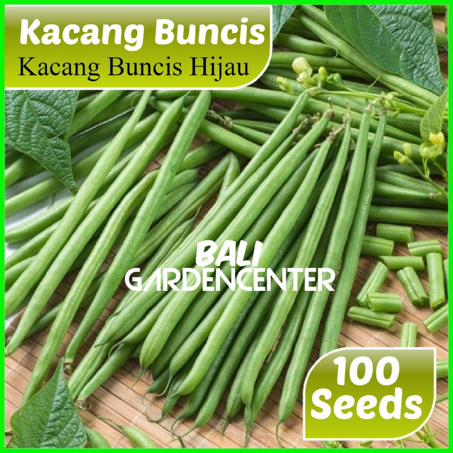 Jual Isi 100 Benih Biji Buncis - Kacang Buncis Hijau | Shopee Indonesia