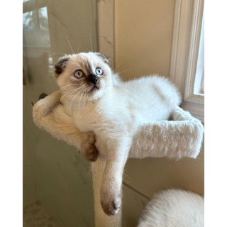 Jual kucing kitten british short hair / bsh scottish fold scotish ...