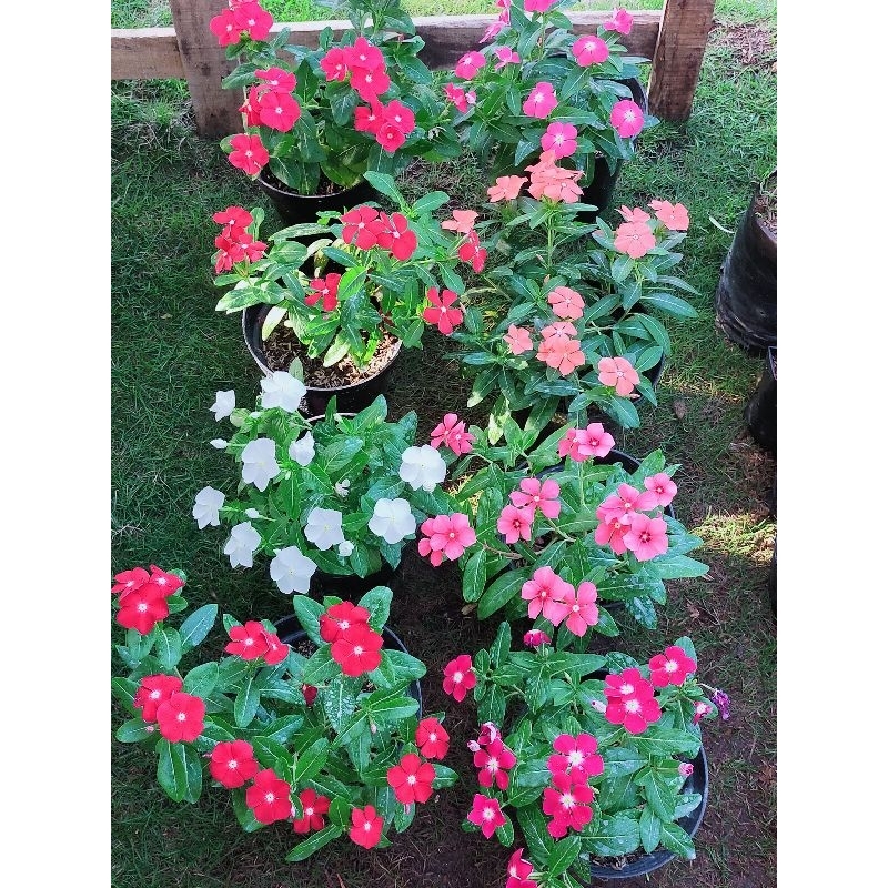 Jual bunga vinca aneka warna | Shopee Indonesia