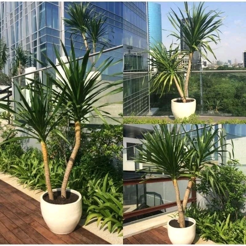 Jual pandan bali isi 2 batang + pot + media tanam + alas pot tinggi ...