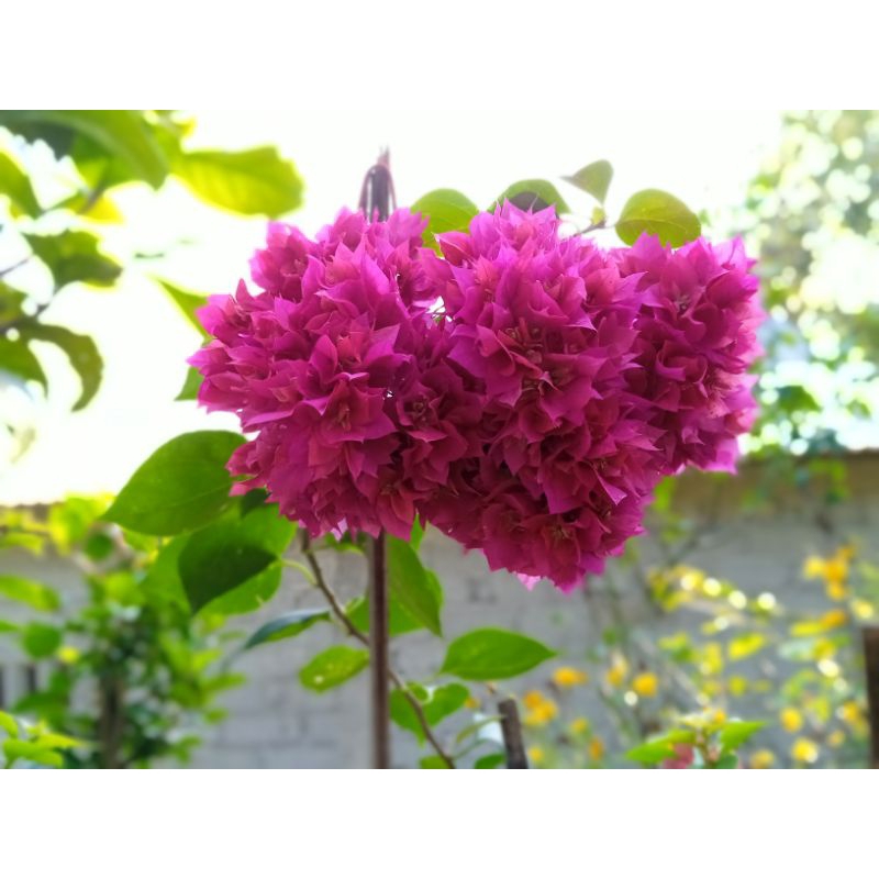 Jual Stek Batang Bibit Tanaman Bugenvil Merah | Shopee Indonesia