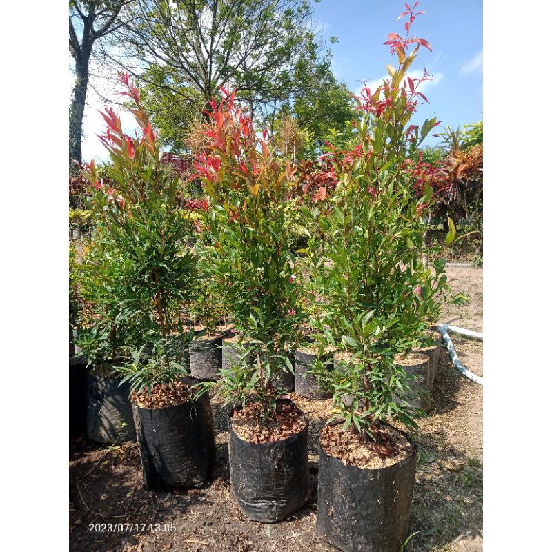 Jual pohon pucuk merah pohon tingi 70-80cm | Shopee Indonesia