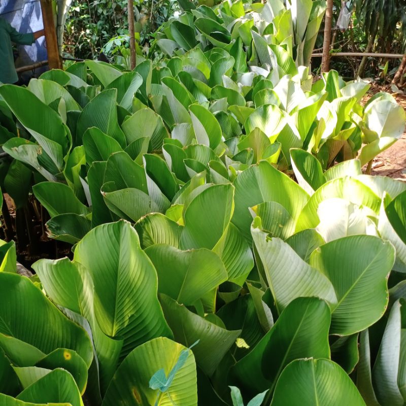 Jual pohon pisang Calathea badak - Tanaman Hias Pisang Calathea Badak ...