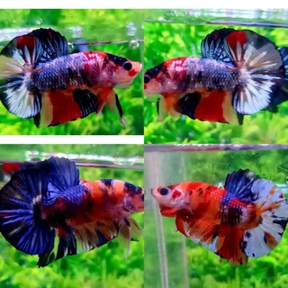 Jual cupang nemo multicolor Harga Terbaik & Termurah Maret 2025 ...