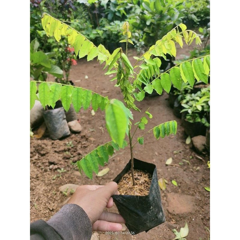 Jual bibit pohon belimbing wuluh / pohon belimbing sayur | Shopee Indonesia