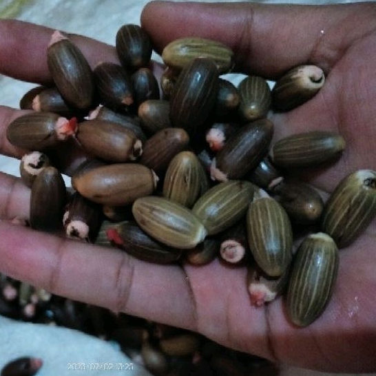 Jual biji melinjo kupas super 1kg langsung dari kebun | Shopee Indonesia