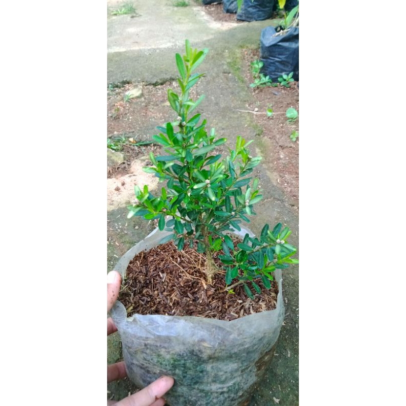 Jual tanaman boksus bahan bonsai | Shopee Indonesia