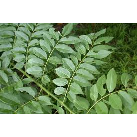 Jual DAUN GAMAL DAUN DADAP CANGKRING 1KG | Shopee Indonesia
