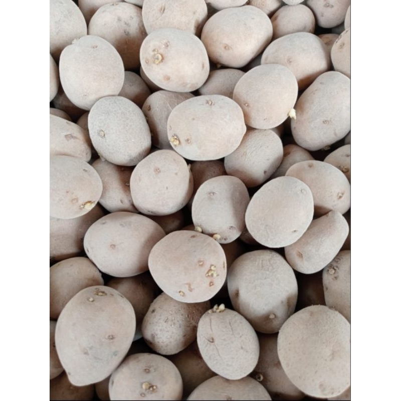 Jual Bibit kentang g2 granola L 10kg | Shopee Indonesia