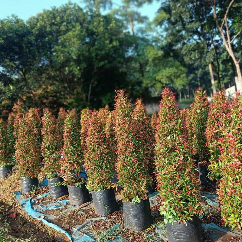 Jual bibit Tanaman Pucuk merah tinggi 1 meter | Shopee Indonesia