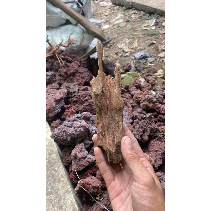 Jual kayu rentek natural berkarakter | Shopee Indonesia