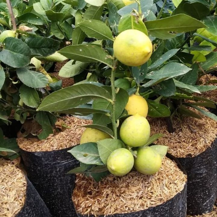 Jual Tanaman Buah Jeruk Lemon Montaji Agrihorti Tanpa Biji | Shopee ...