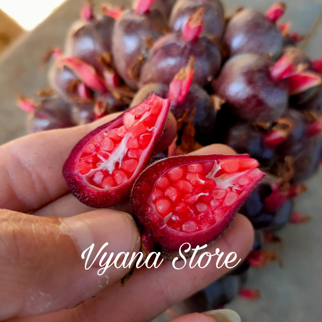 Jual Buah Honje segar 1 kg - Honje Merah laka Fresh | Shopee Indonesia