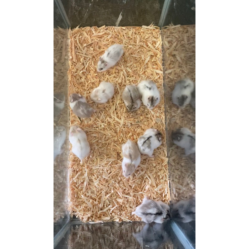 Jual Hamster Berbagai Jenis (Winter, Campbell, Syirian, Roborovski ...