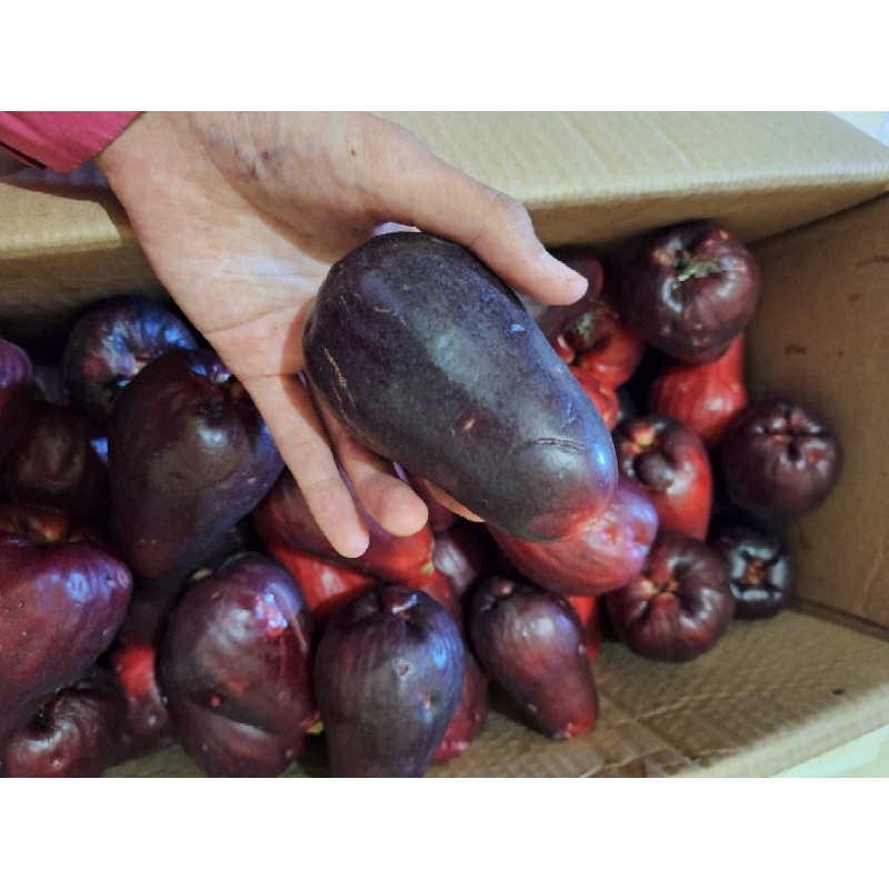 Jual jambu darsono/jamaika | Shopee Indonesia