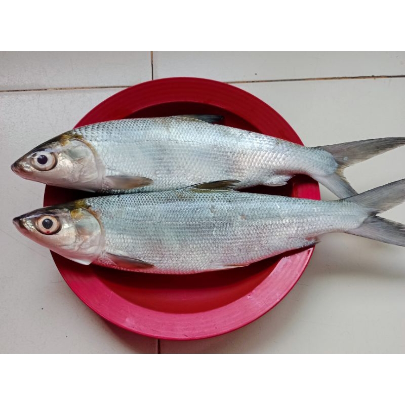Jual IKAN BANDENG SEGAR 1KG Isi 2 | Shopee Indonesia