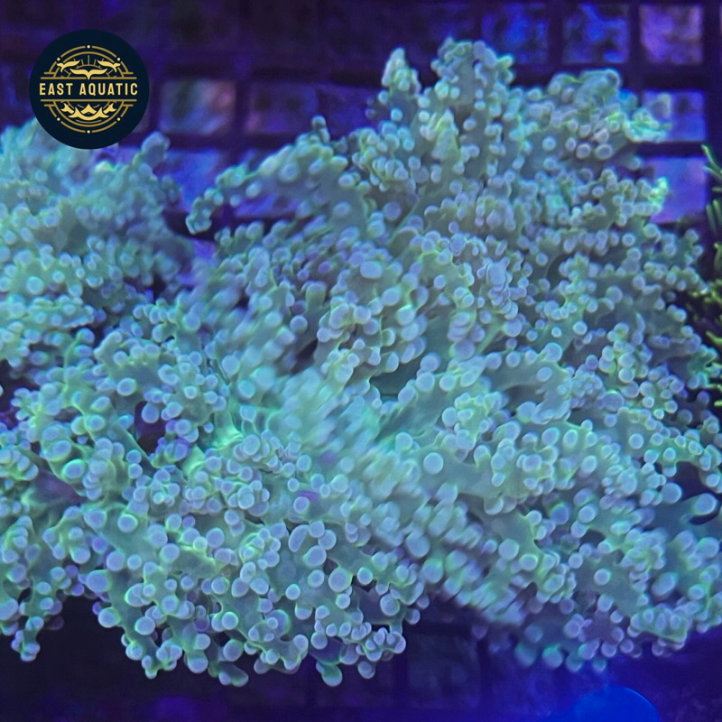 Jual Karang Koral Babut batu sembur | Shopee Indonesia