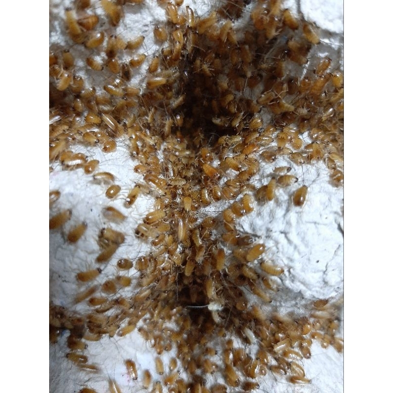 Jual kecoa turkish baby/nimfa/nymph pakan baby chame, bired dragon dll ...